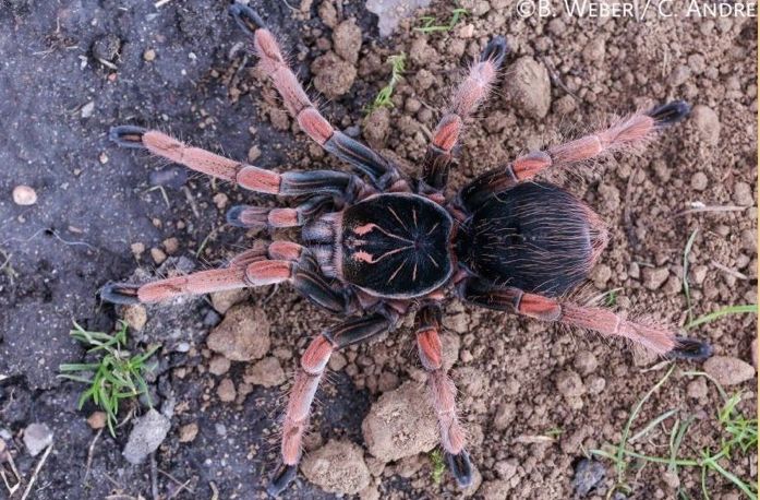 Pamphobeteus sp. "solaris"