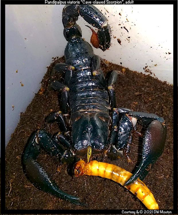 Pandipalpus viatoris (ex- Pandinus) "Cave-clawed Scorpion"