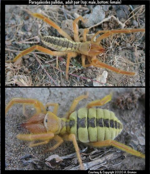 Paragaleodes pallidus 'Egyptian Fuzzy Solifugid"