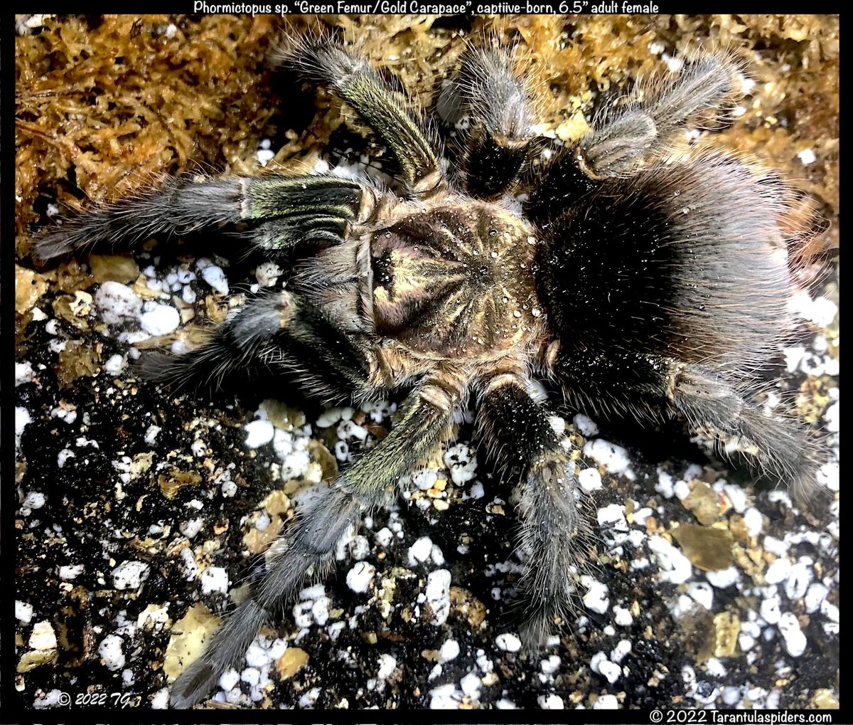 Phormictopus sp. (Green femur/gold carapace)
