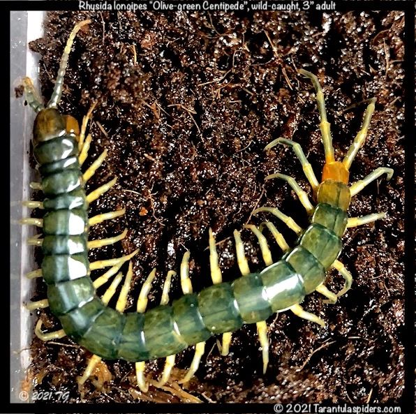 Rhysida l. longipes "Olive-green centipede"