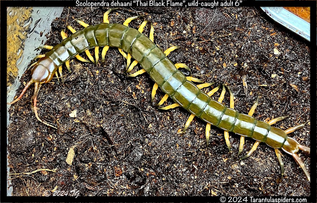 Scolopendra dehaani " Thai Black Flame-legged"