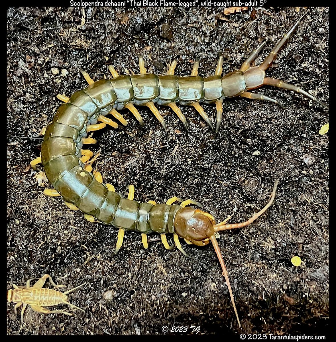 Scolopendra dehaani " Thai Black Flame-legged"