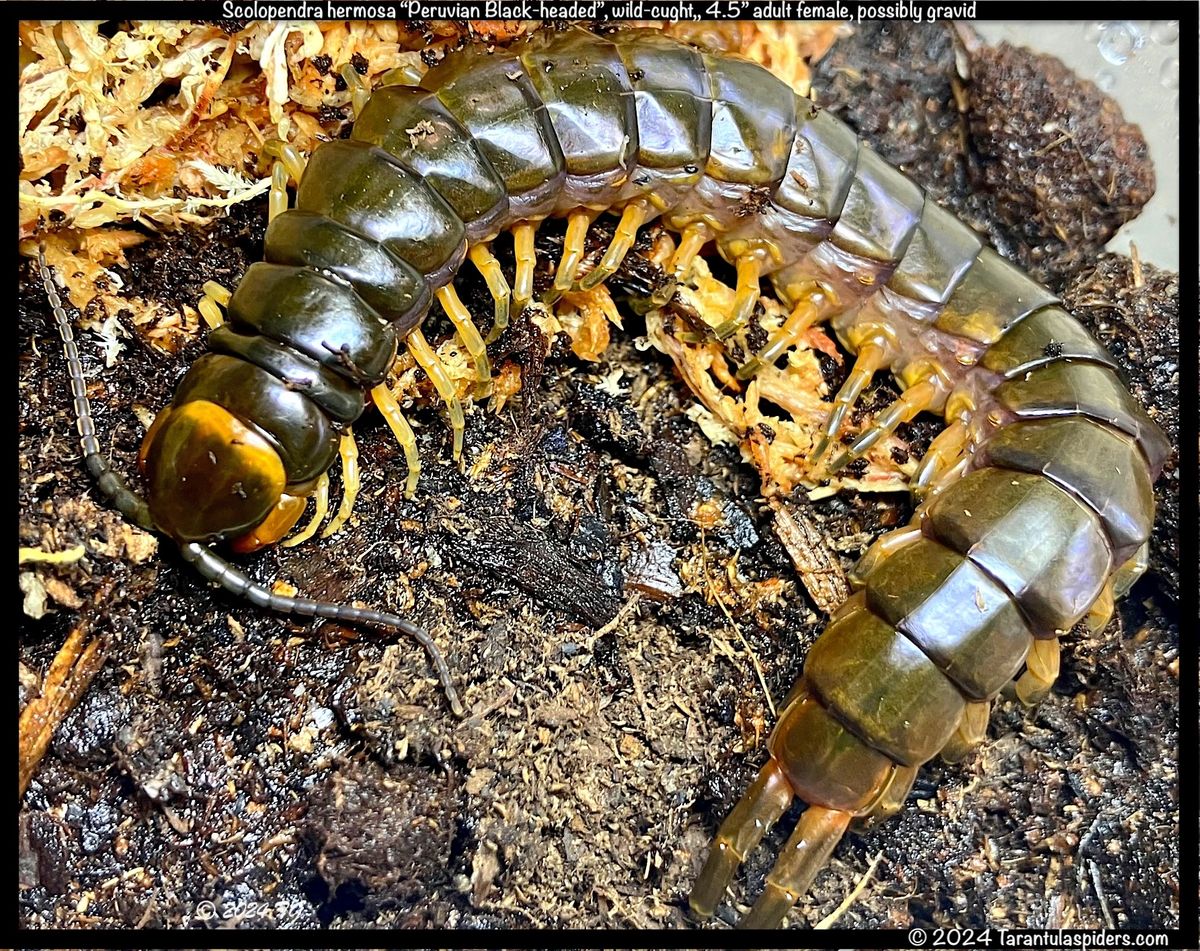 Scolopendra hermosa "Peruvian Black-headed Centipede"
