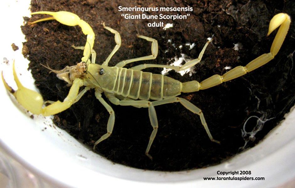 Smeringurus mesaensis "Dune Scorpion"