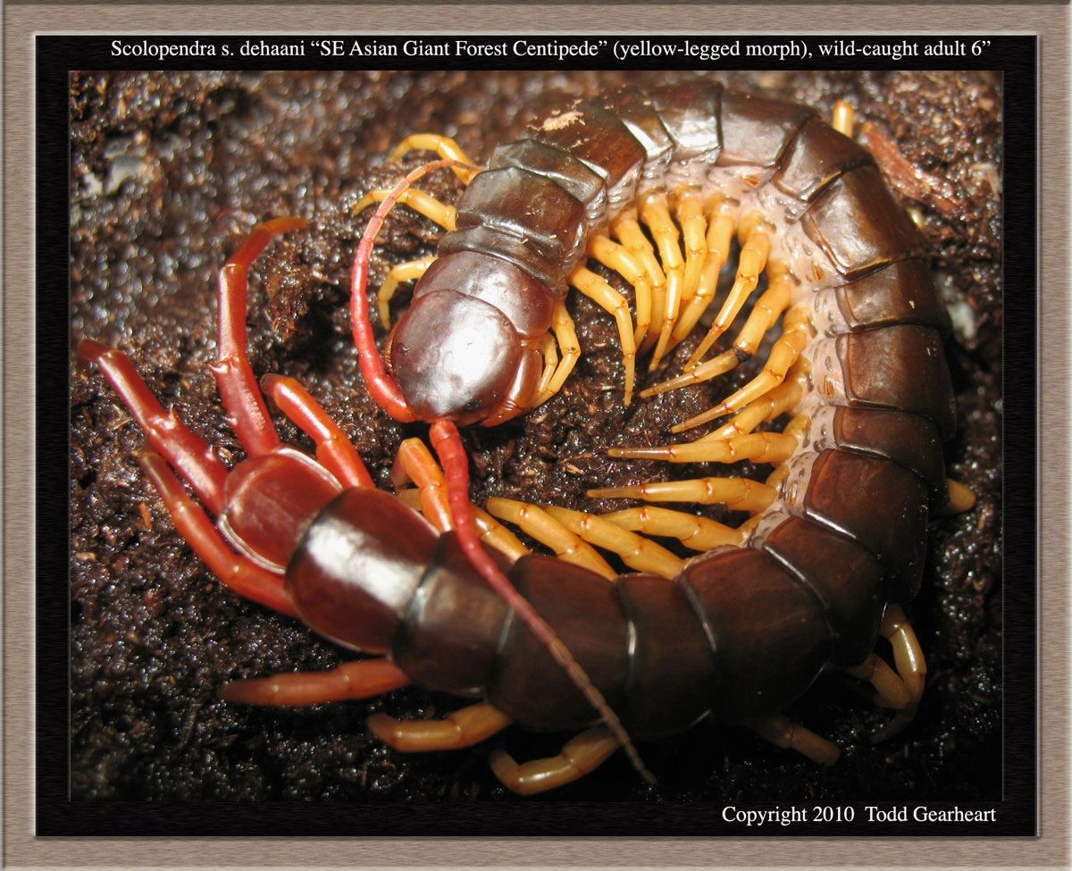 Scolopendra dehaani "Vietnamese Giant Forest Centipede" (yellow-legged ...