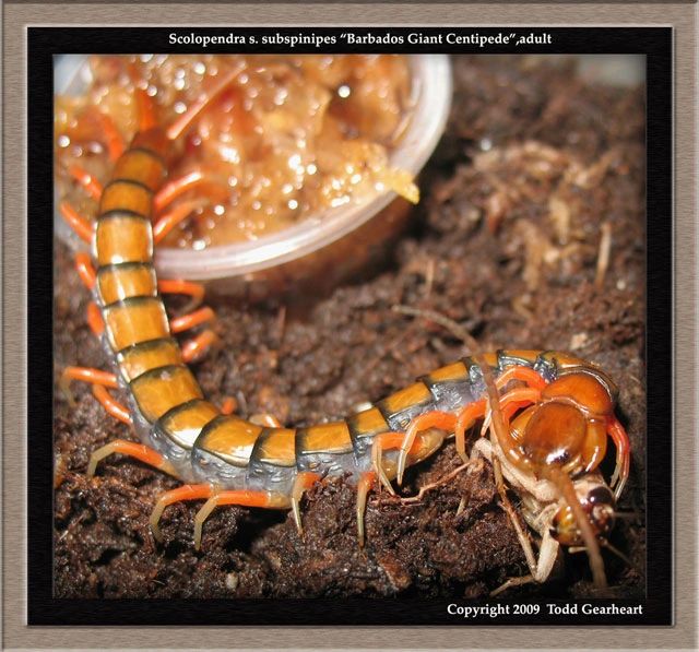Scolopendra s. subspinipes "Barbados Giant Red Mahogany Centipede"