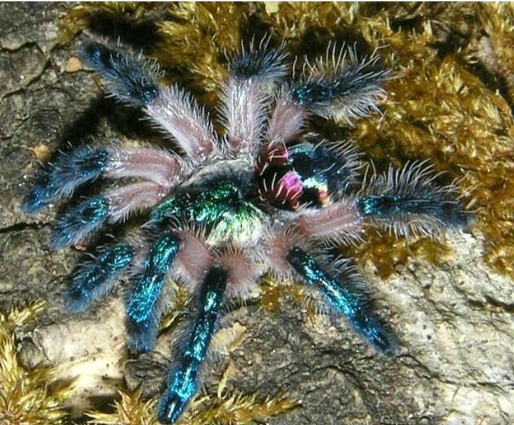 Typhochlaena seladonia "Brazilian Jewel Tarantula"