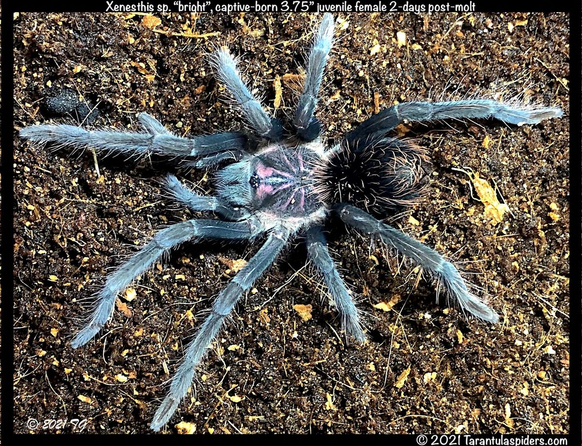 Xenesthis sp. "bright"