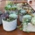 Soulful Succulents - Succulent Workshops, Succulents/Tropical Plants