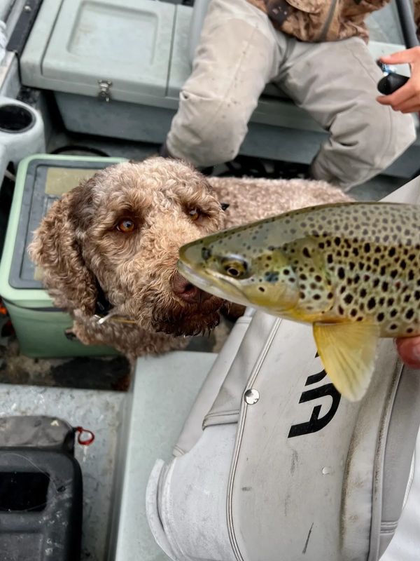 Bone Fly Fishing - Fly Fishing, Guide