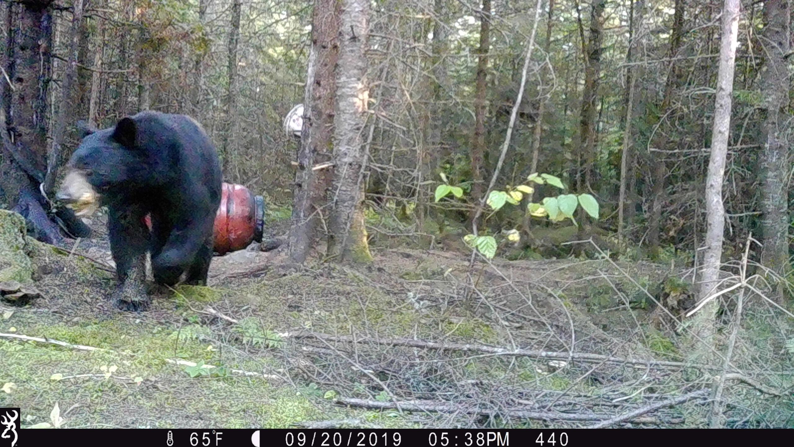 Black Bear Trapping | Roody's Family Tradition Guide Service