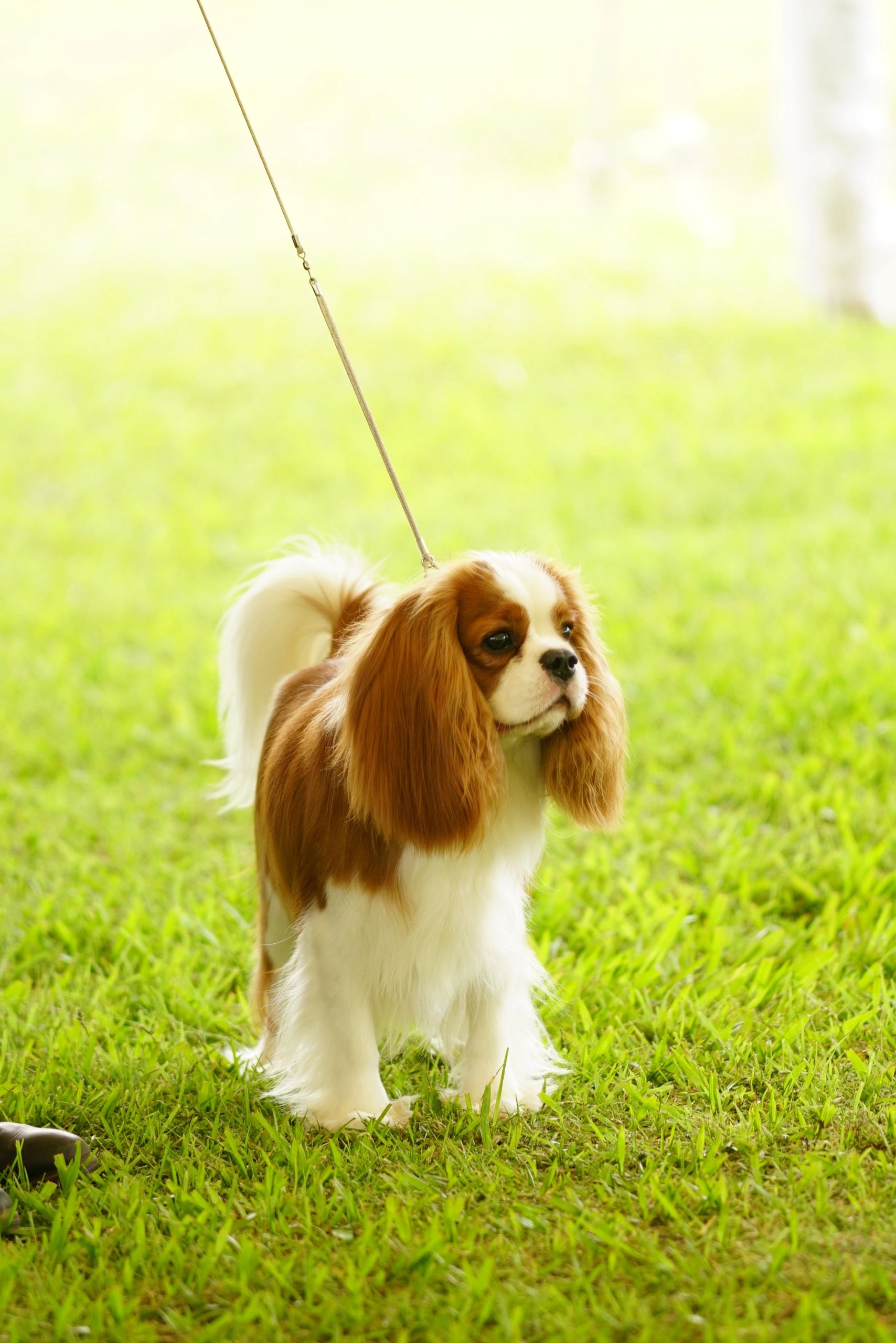 Cavalier King Charles Spaniel - Cavalier king México