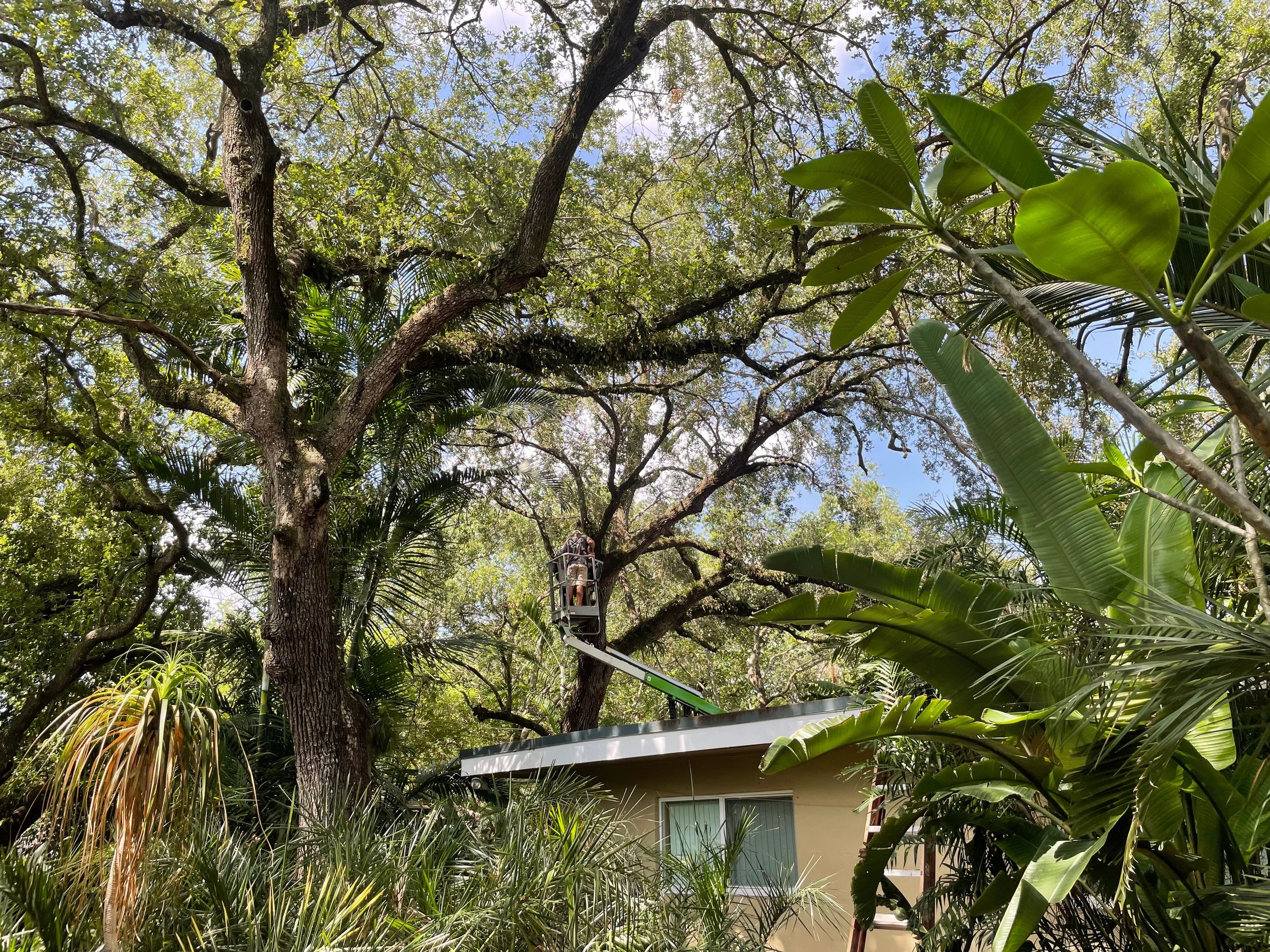Hurricane Tree Preparation