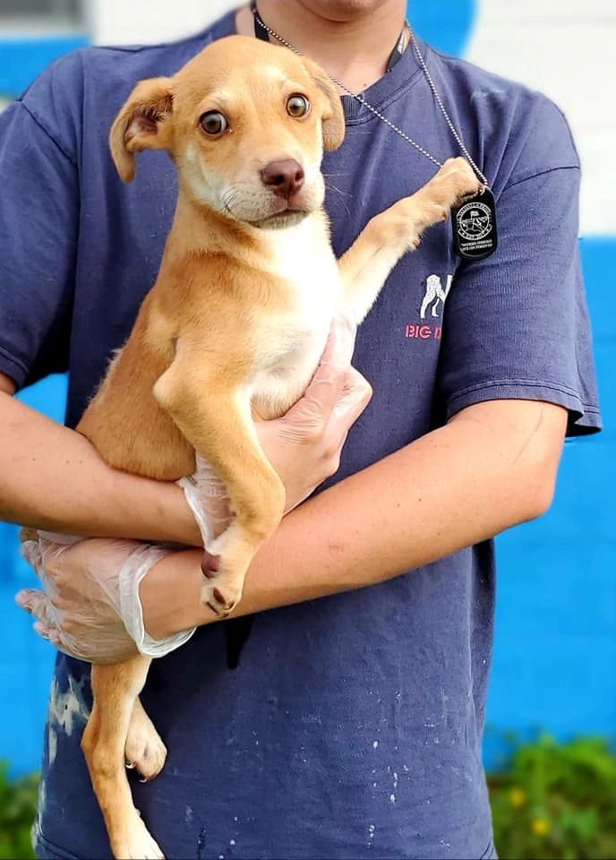 Heavenly Angels Animal Rescue - Heavenly Angels Animal Rescue ...