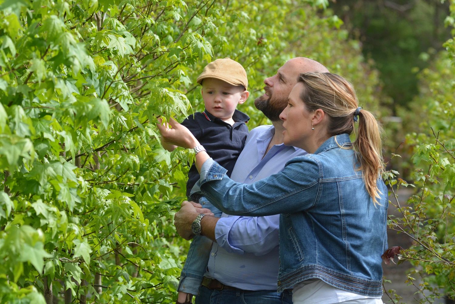 Adelaide Tree Farm - Trees, Tree Farm, Crepe Myrtle