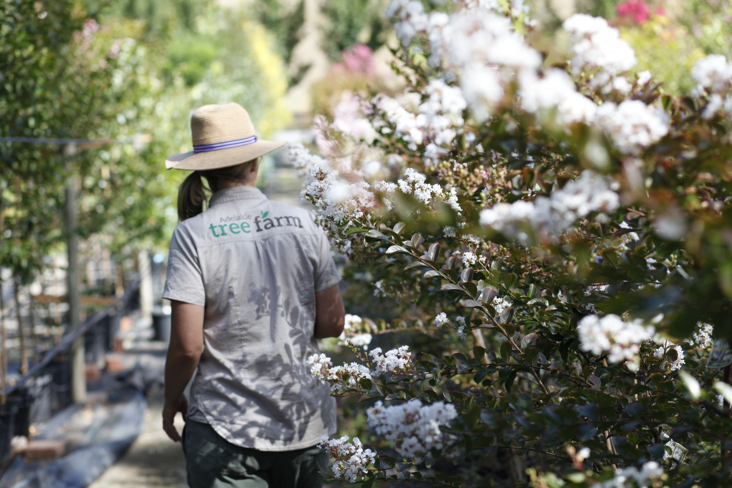 Adelaide Tree Farm - Trees, Tree Farm, Crepe Myrtle