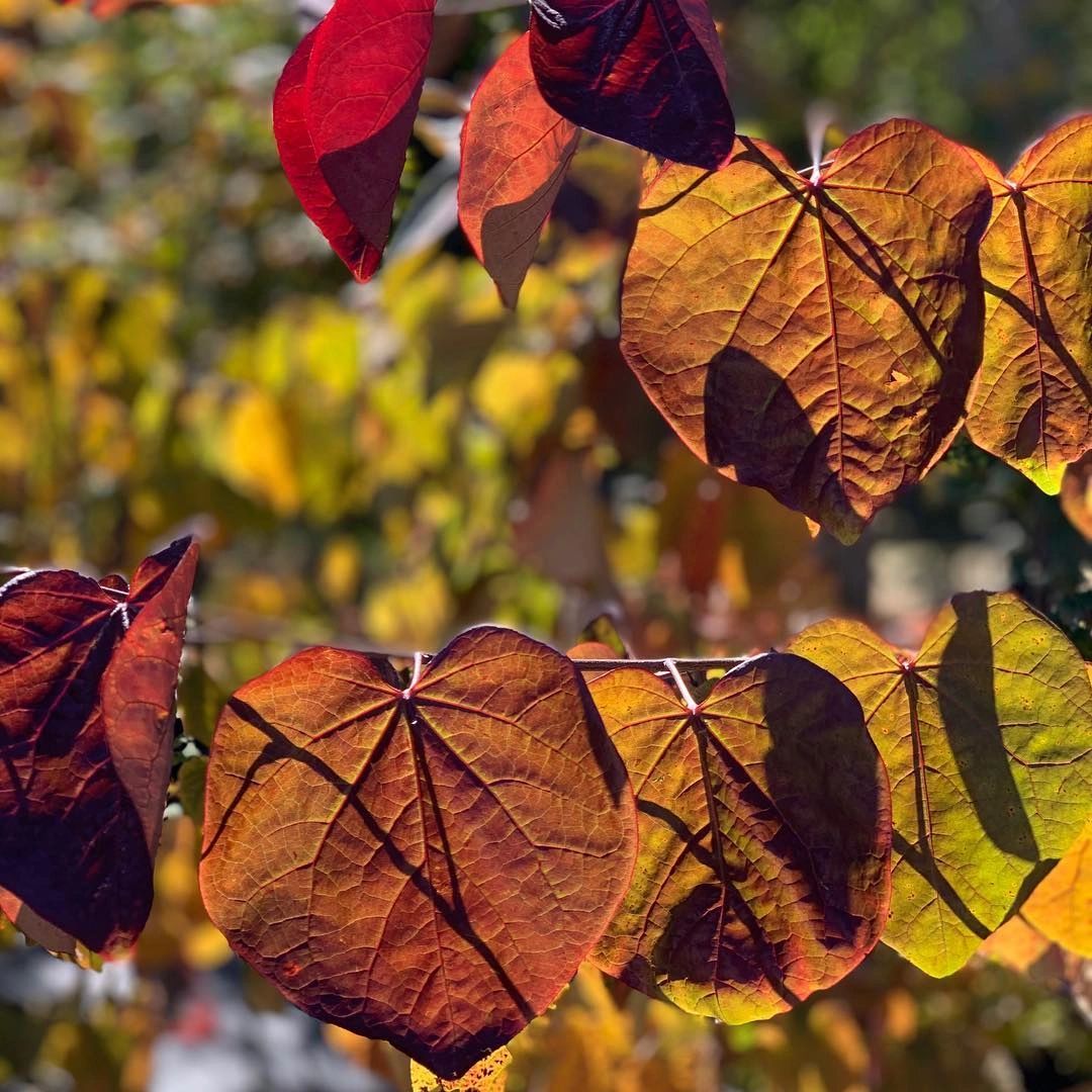 Autumn is here; now is the perfect time to plant your trees.