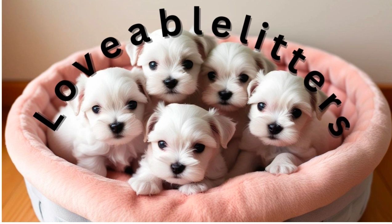 Loveable Litters