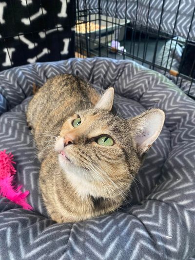 FIV | Birchgrove Feline Assistance