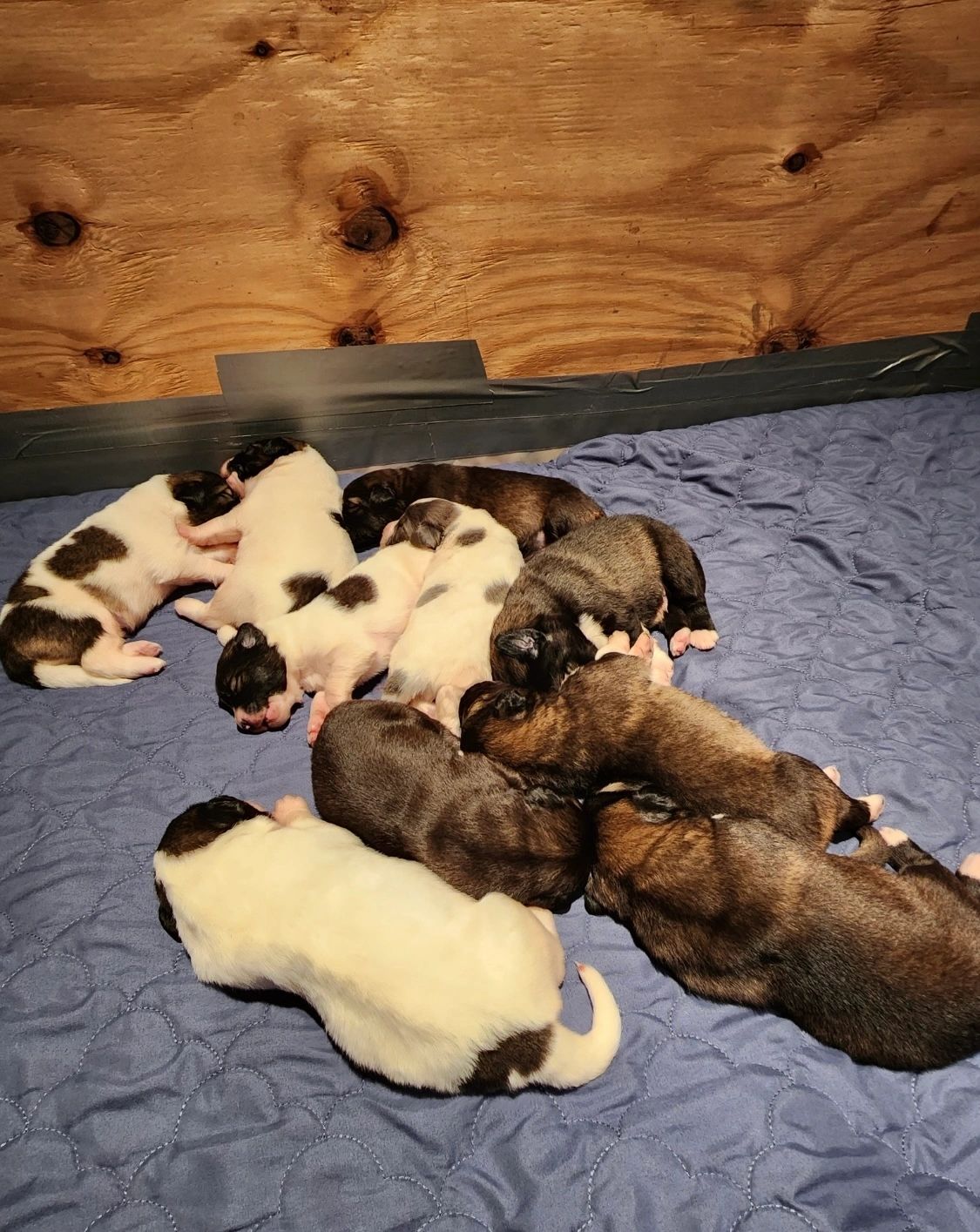 Our breeding program