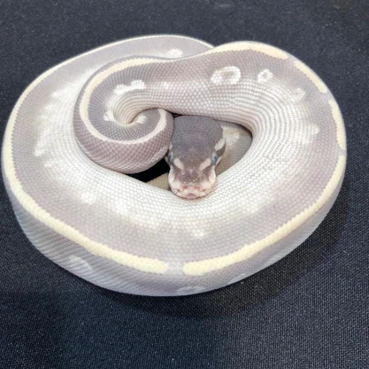 HOME [deansreptilesandrodents.com]