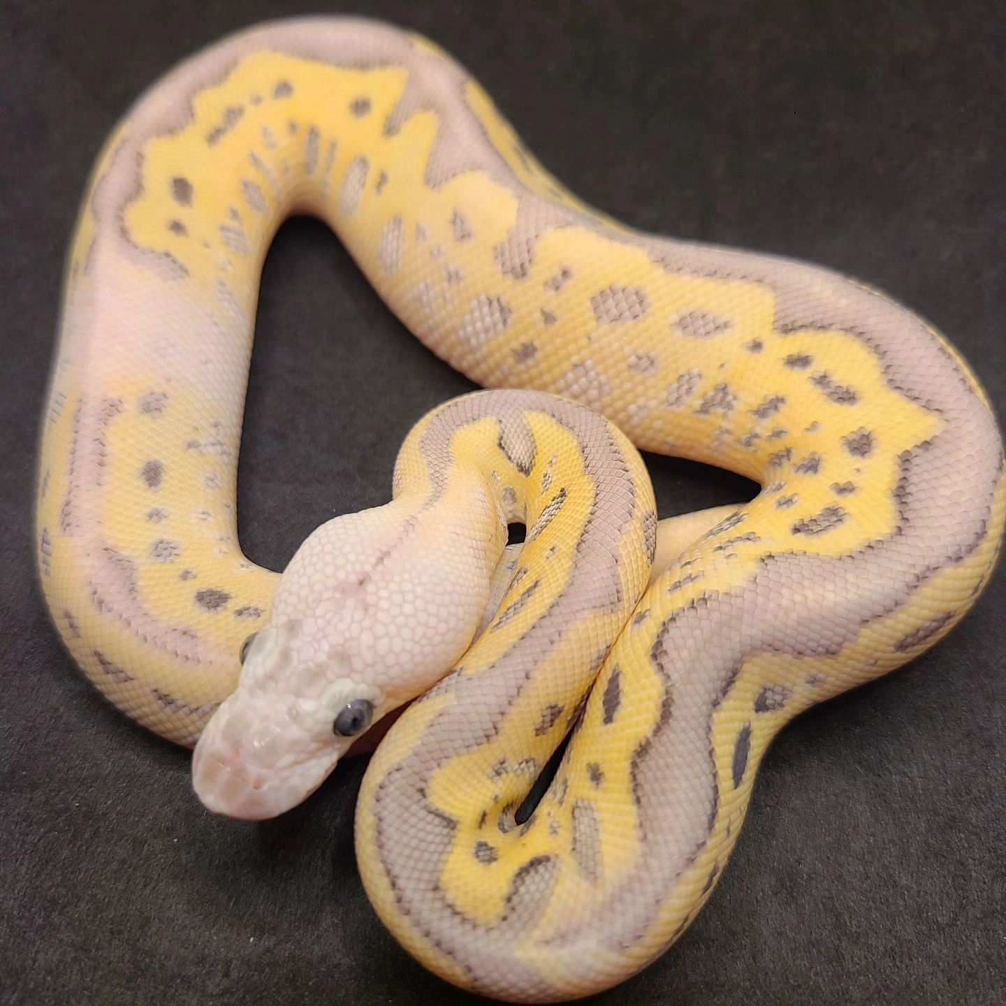 HOME [deansreptilesandrodents.com]