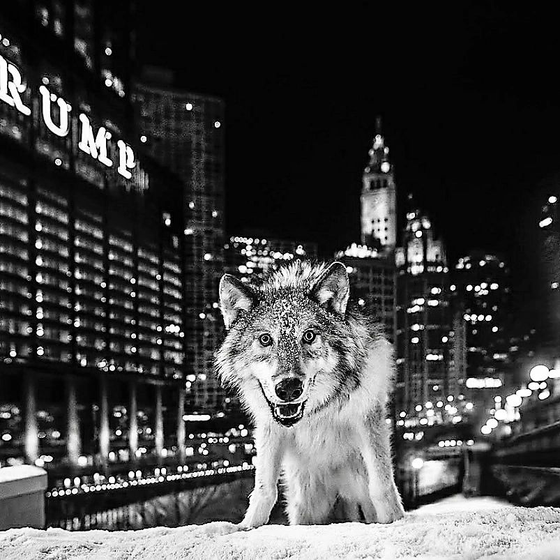 WOLF PAK CONSULTING
