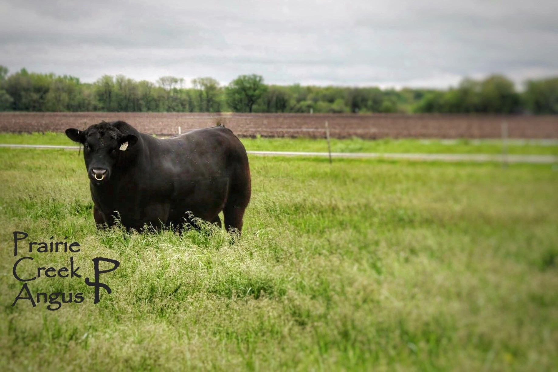Prairie Creek Angus
