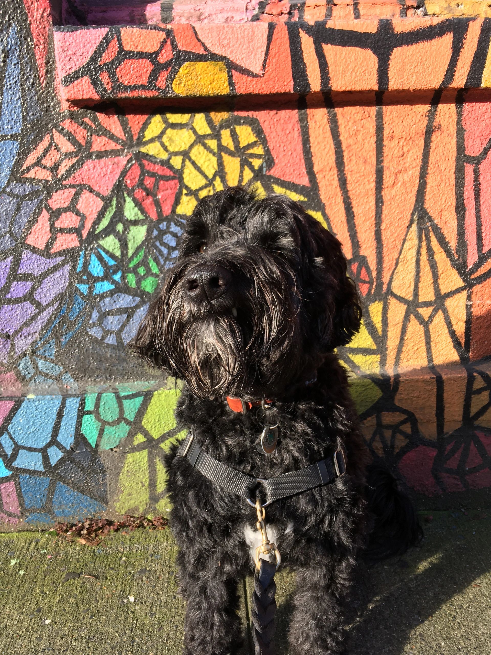 Dog Park Adventures - Scratch N' Sniff Dog Walking and Pet Services