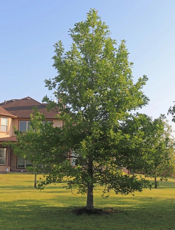 The Nuttall Oak: An Ideal Tree for Landscaping in Our Region