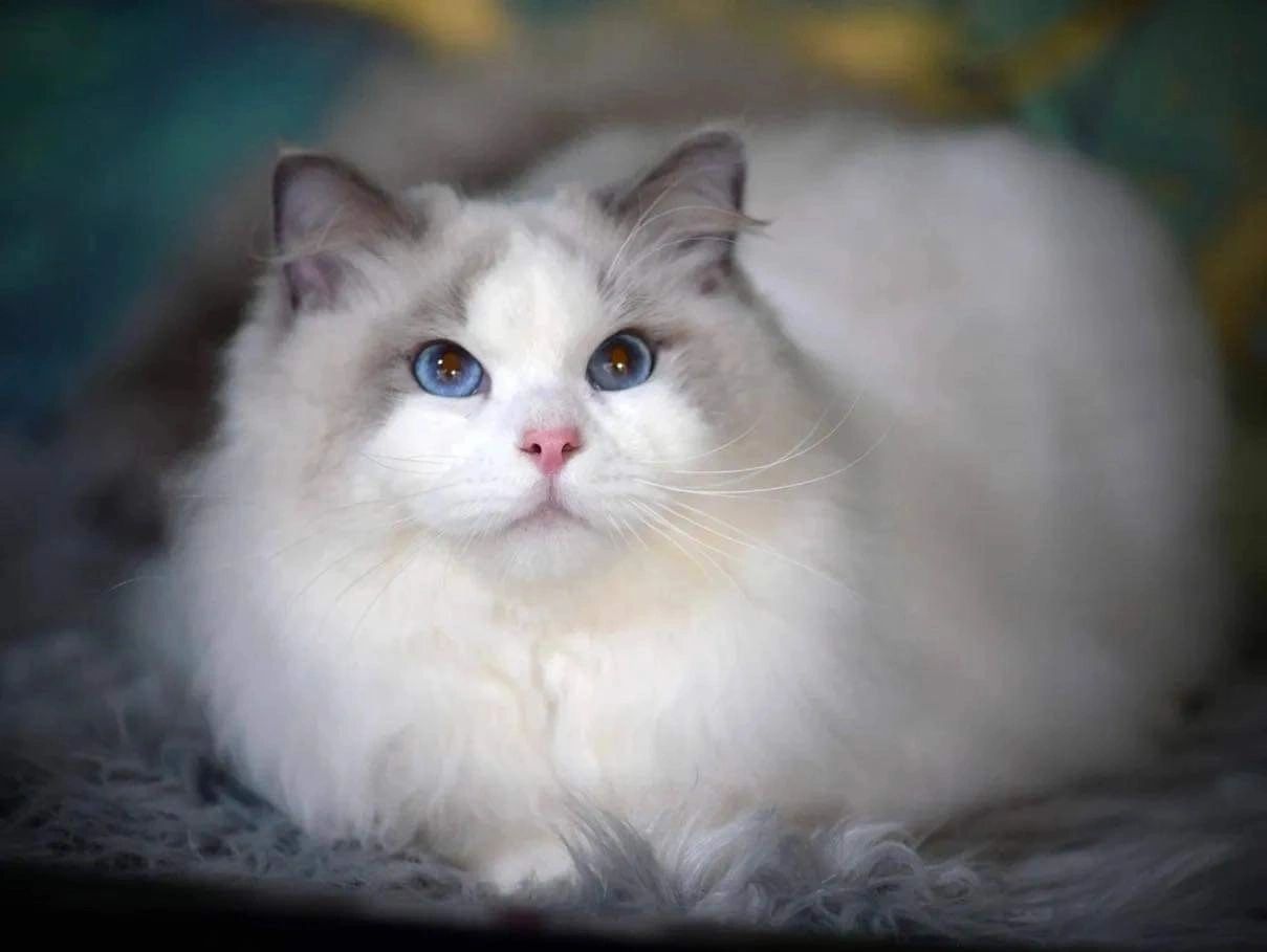 Kimaya Ragdolls - Home