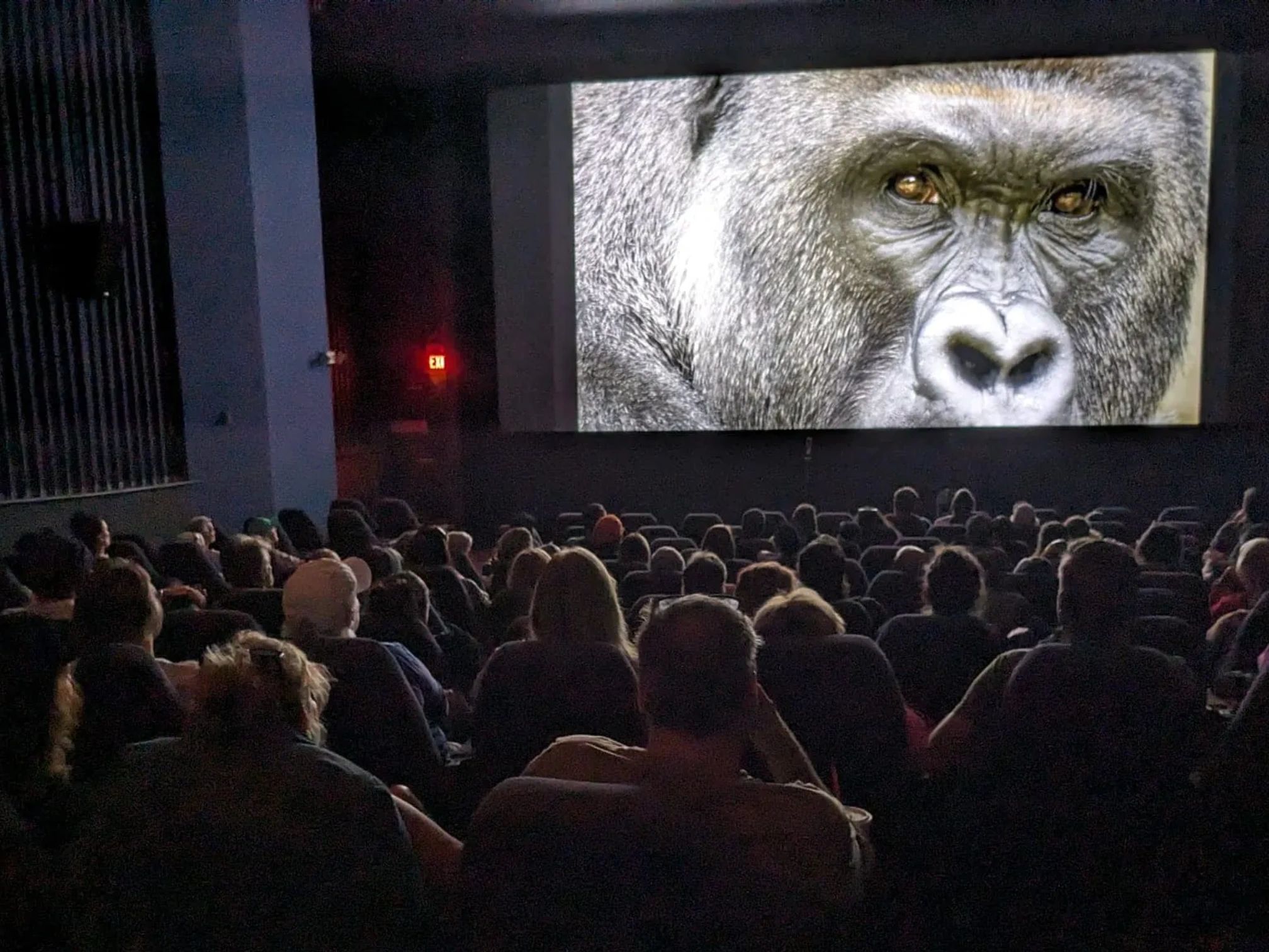 Vegan Production Company | Humanimal Pictures