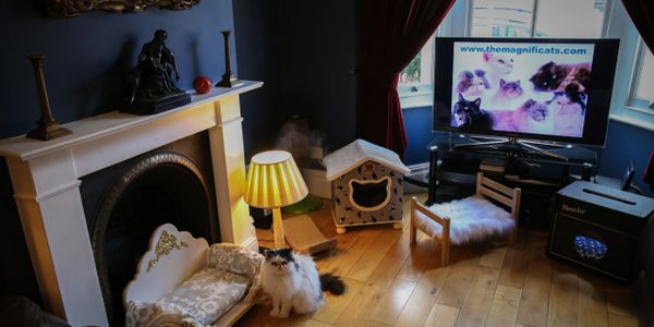 Famous Cats - The Magnificats