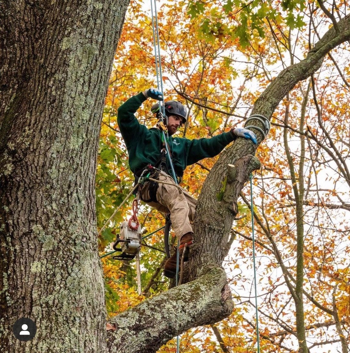 Potomac River Arborists - Tree Services, Arborist, Stump Removal