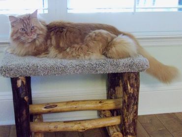 PHOTOS | Conyers Cat Maine Coons