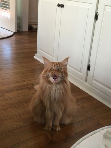PHOTOS | Conyers Cat Maine Coons