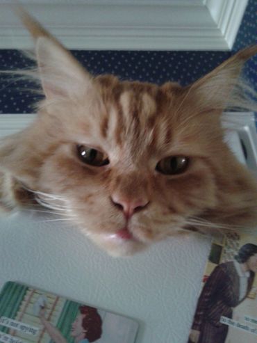 PHOTOS | Conyers Cat Maine Coons