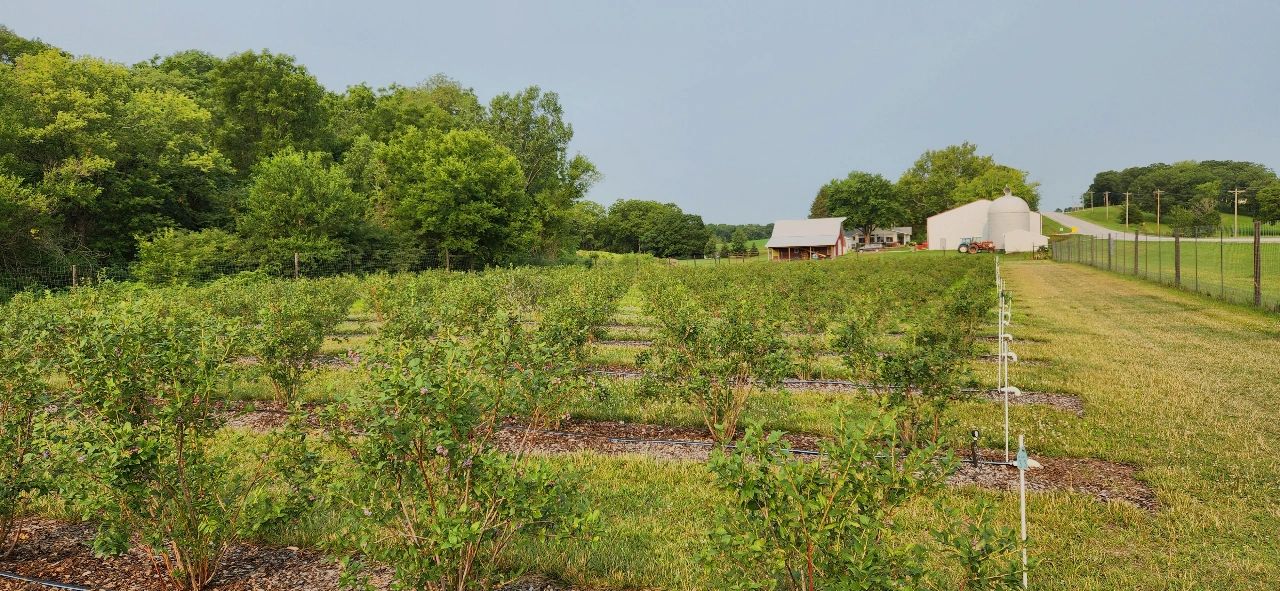 Blueberry Bottom Farm