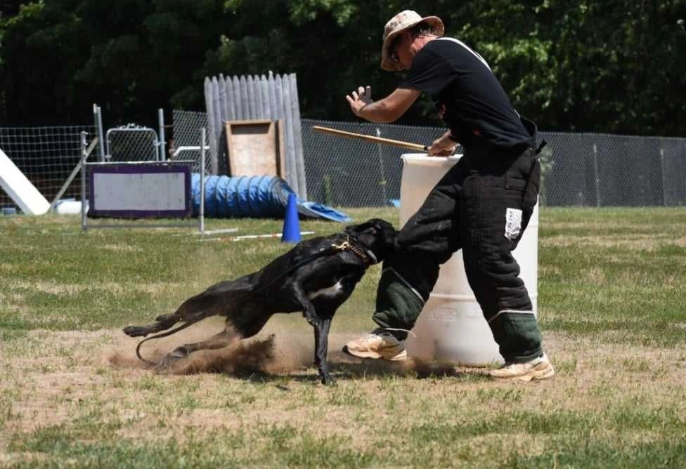 Working Dutch Shepherds | LaFrance Kennels