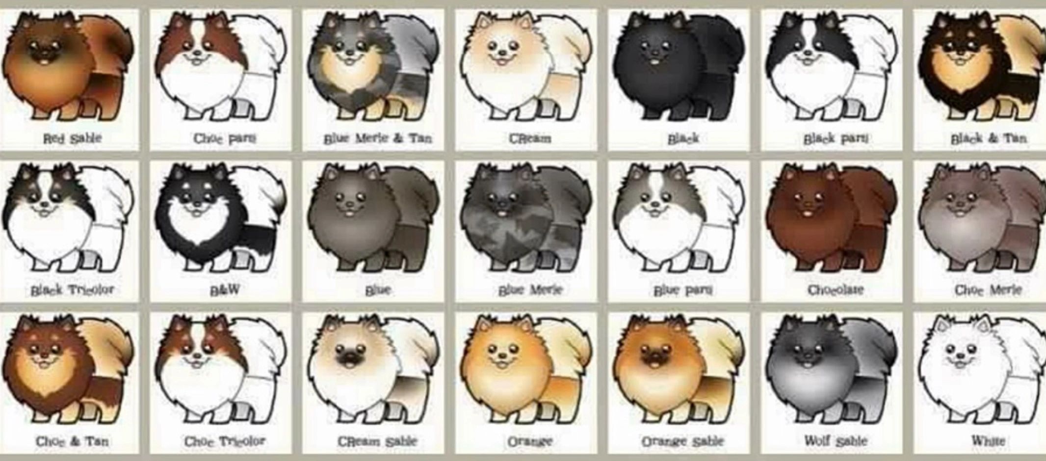 Pomeranian Coat Colors
