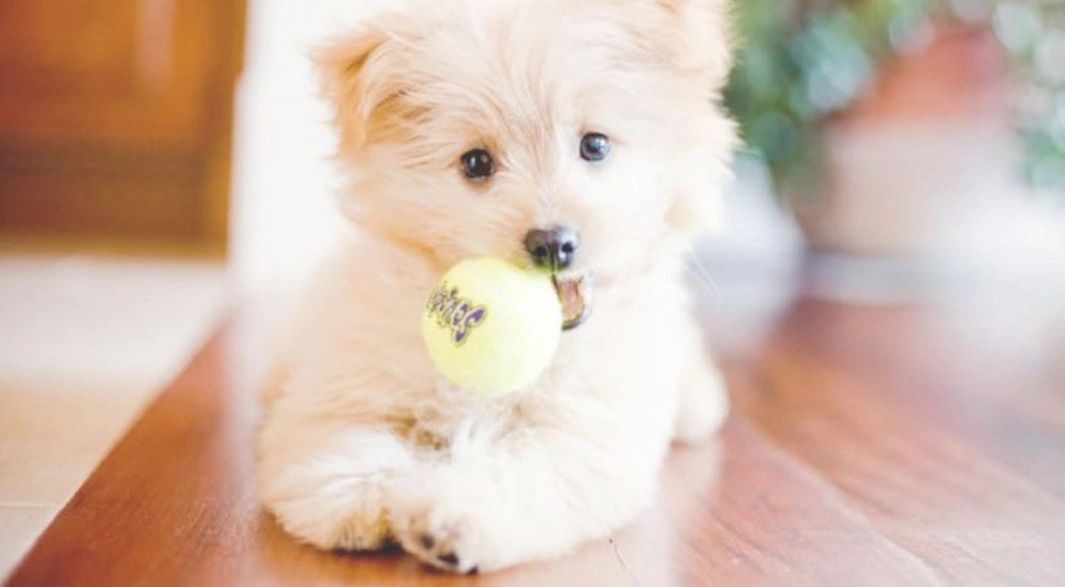 Understanding Dog Generations