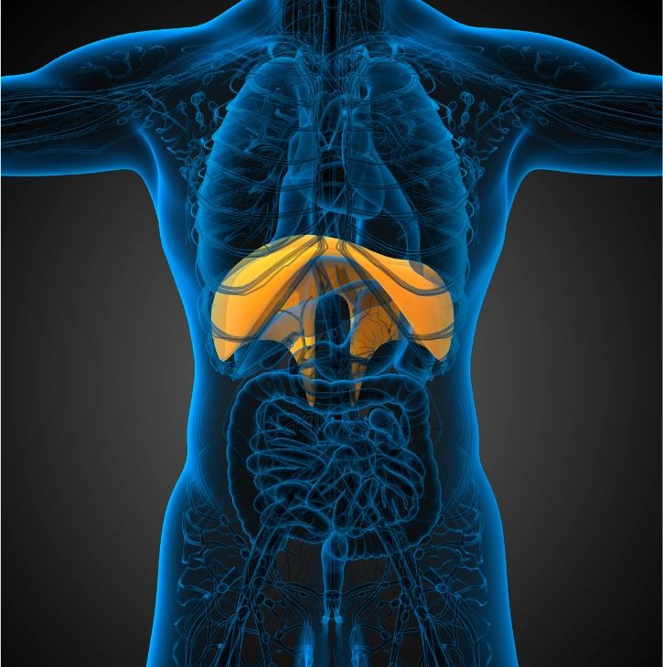 Le muscle de la respiration: le diaphragme