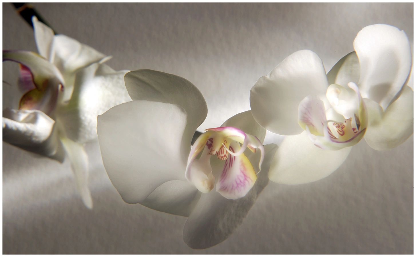 Thomas Allen Photography