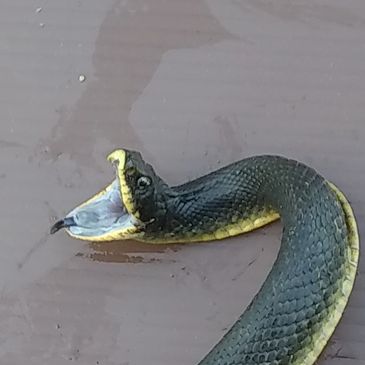 Hall's Wildlife Control - Wildlife Removal, Animal Removal