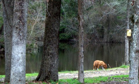 JP Ranch Bulldogs - English Bulldog Puppies, English Bulldog Puppies ...
