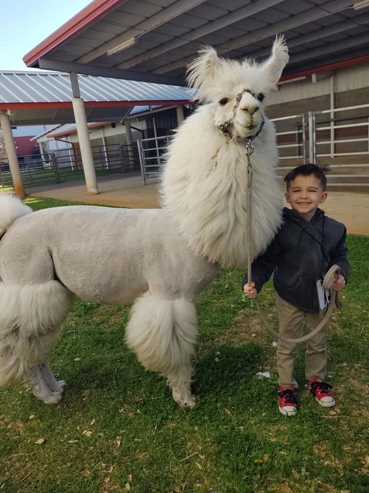 Southern States Llama Association - Home