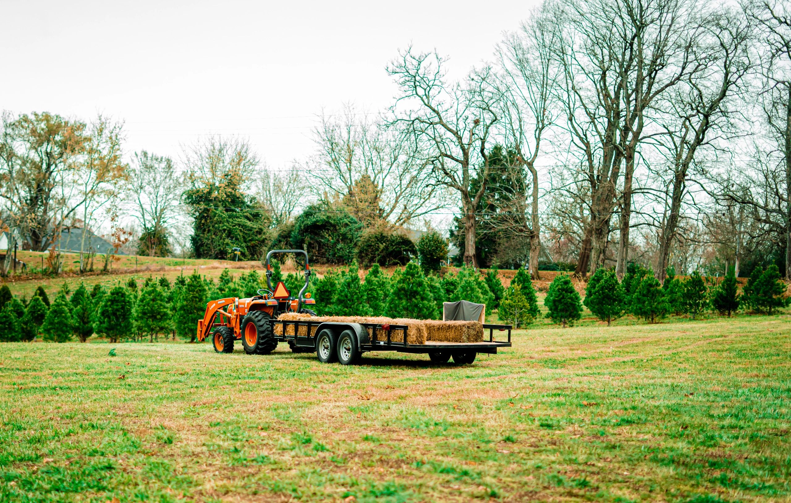 Welcome to Country Lane Christmas Tree Farm
