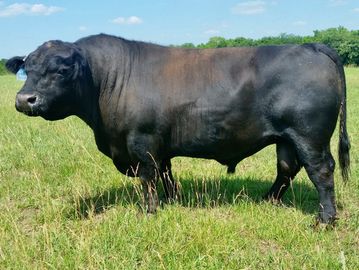 Bull Inventory