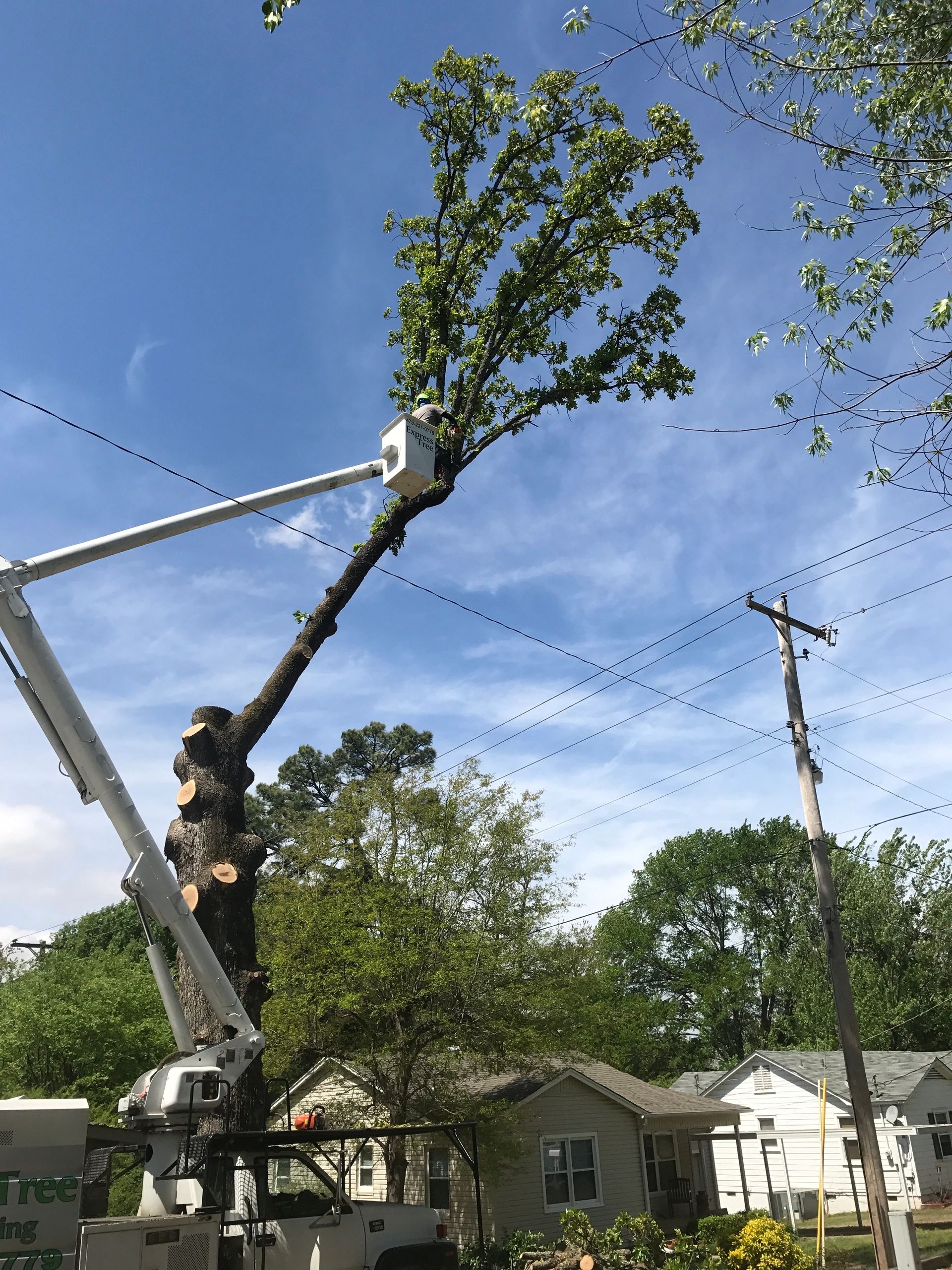 Express Tree & Landscaping